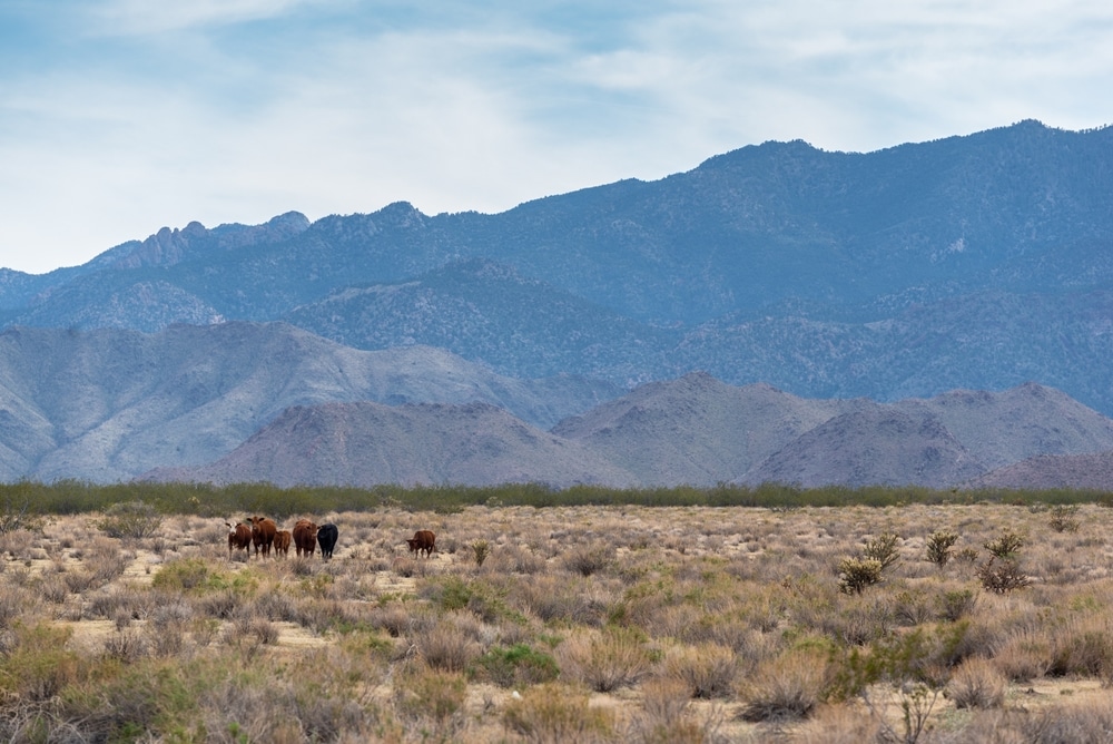 Cerbat | The Complete Guide to Arizona